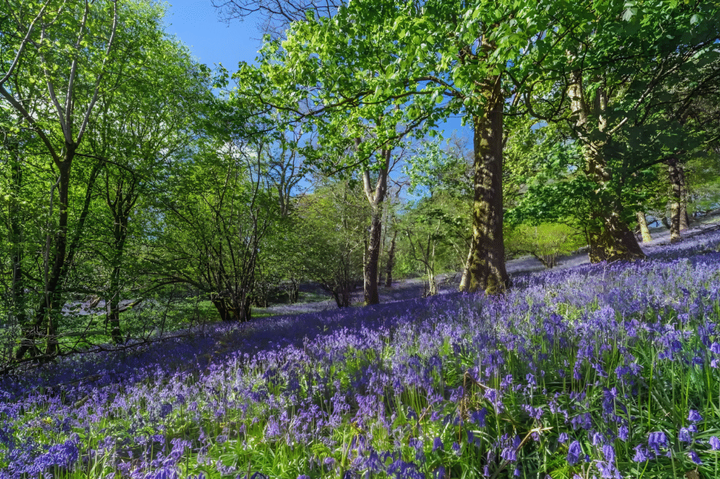 Spring Flowers in Europe | Seasonal Escapes | Hammer Mindset